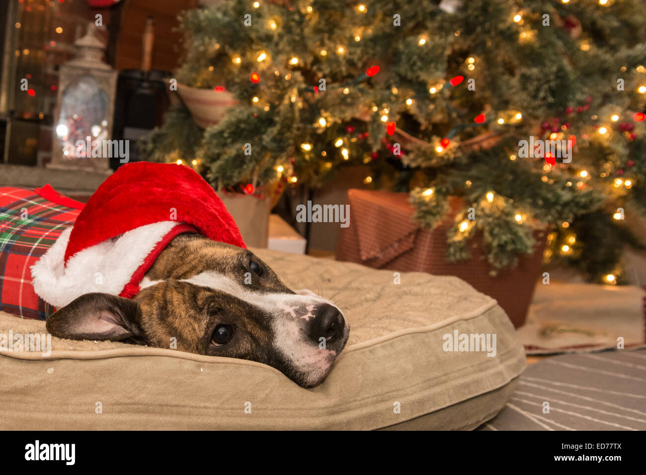 Waiting for Santa Stock Photo - Alamy