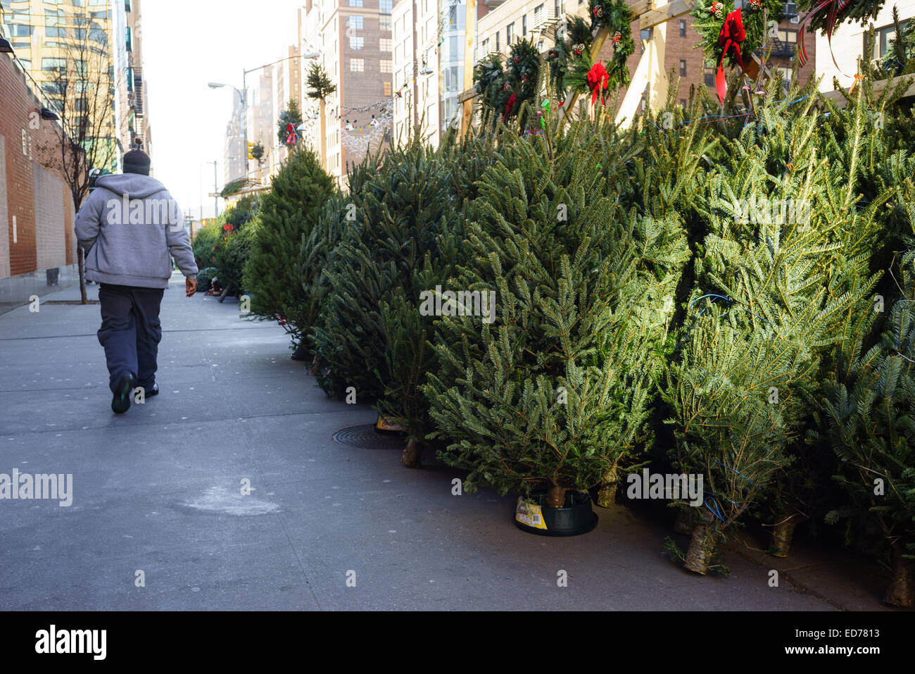 Pines trees hi-res stock photography and images - Alamy
