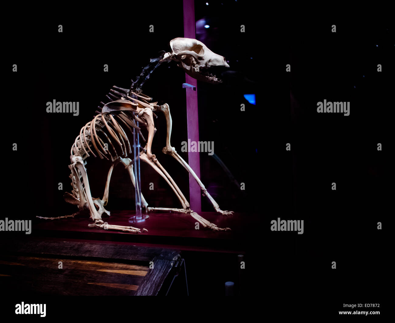 England dog rose hi-res stock photography and images - Alamy