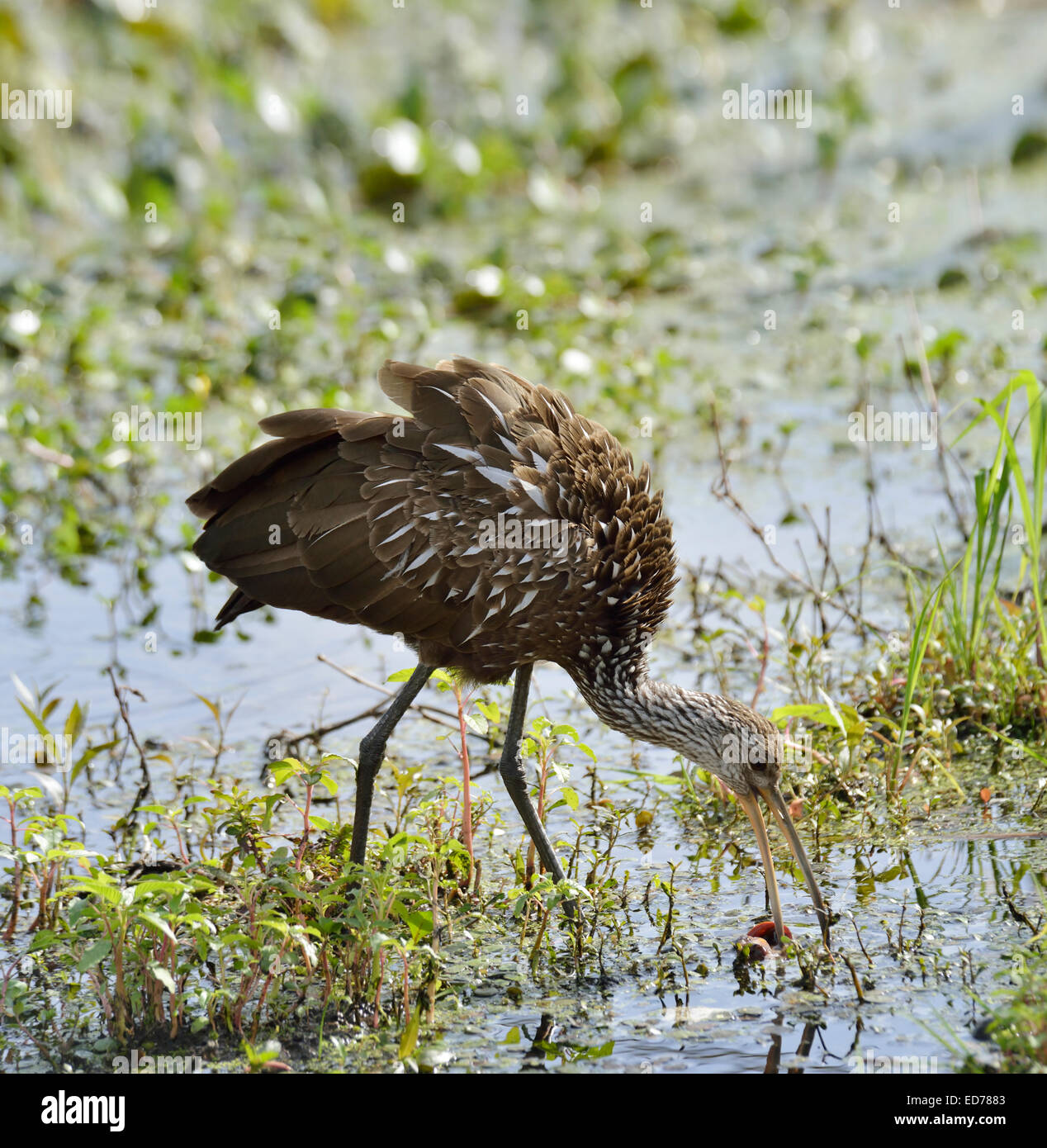 Limpkin Bird Feeding In Florida Swamp Stock Photo - Alamy