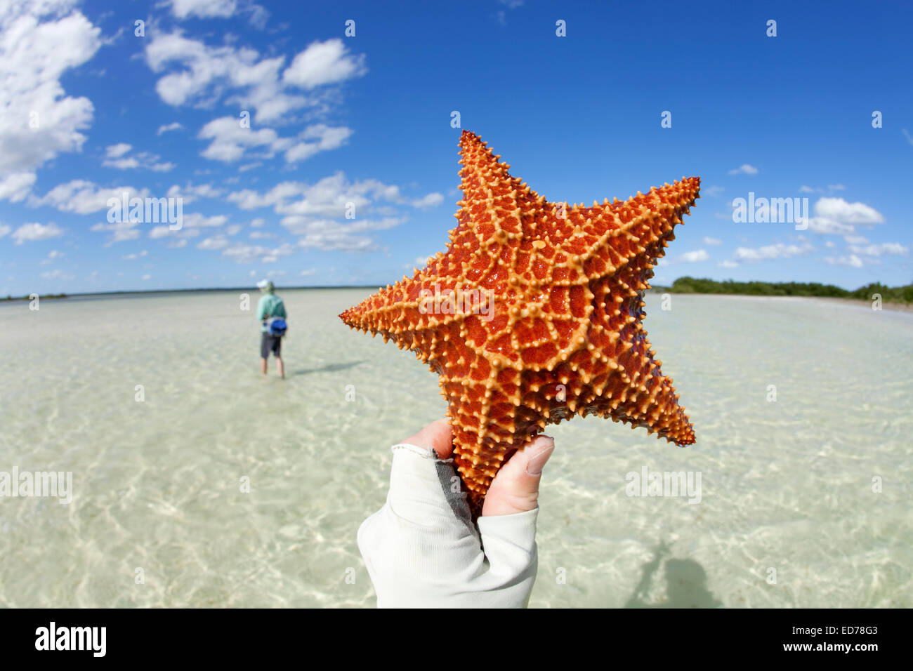 Bahamas starfish hi-res stock photography and images - Alamy