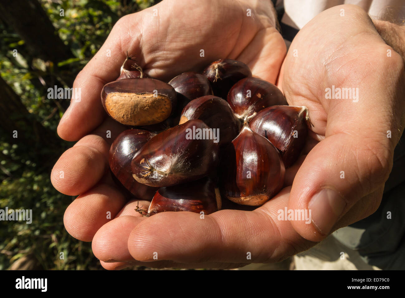 handful of sweet chestnuts Stock Photo - Alamy