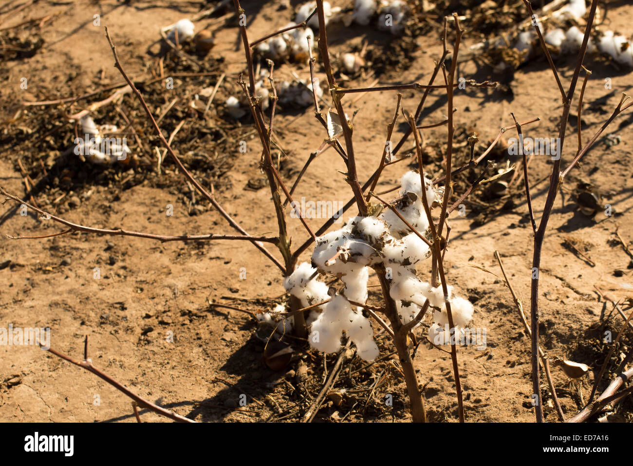 natural cotton bolls in the field ready for harvesting Stock Photo - Alamy