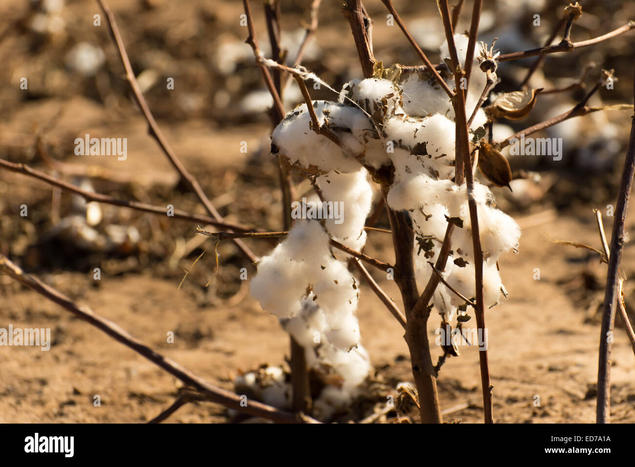 natural cotton bolls in the field ready for harvesting Stock Photo - Alamy