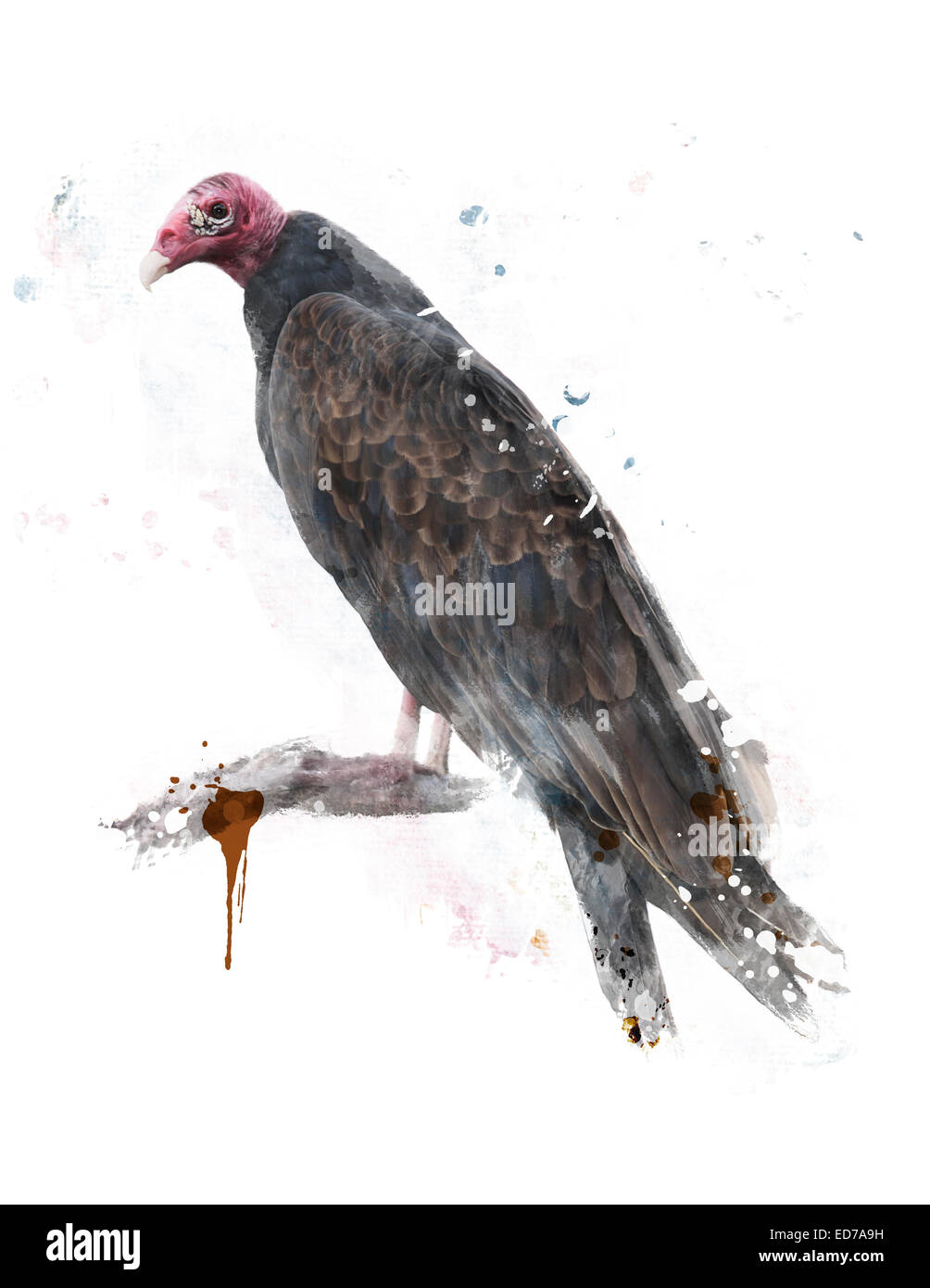 Digital Painting Of Turkey Vulture Perching Stock Photo - Alamy