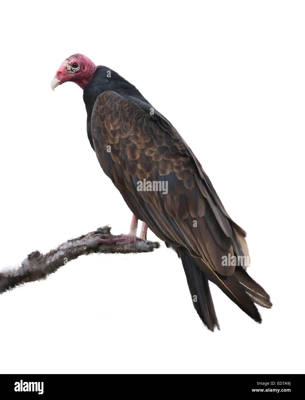 Vulture Painting