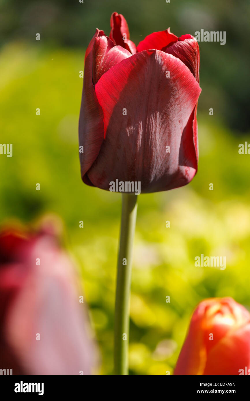 detail of tulip flower head Stock Photo - Alamy