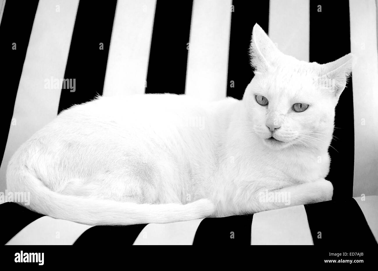 white cat resting on striped chair Stock Photo - Alamy