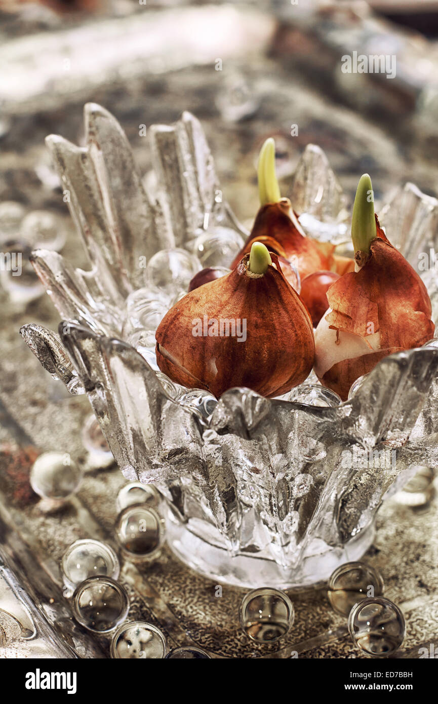 germinated and prepared for planting spring bulbs plants Stock Photo ...