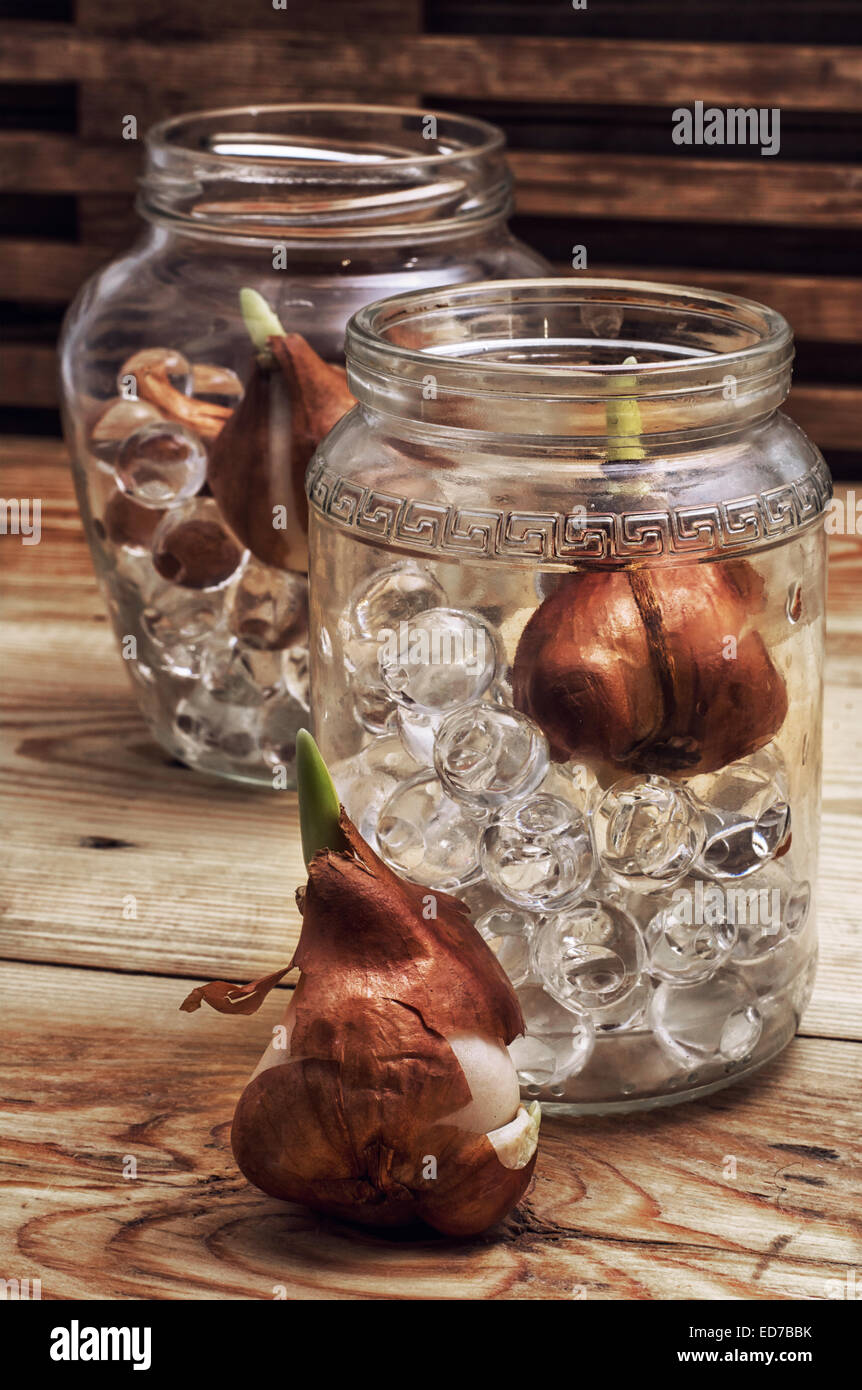 germinated and prepared for planting spring bulbs plants Stock Photo ...
