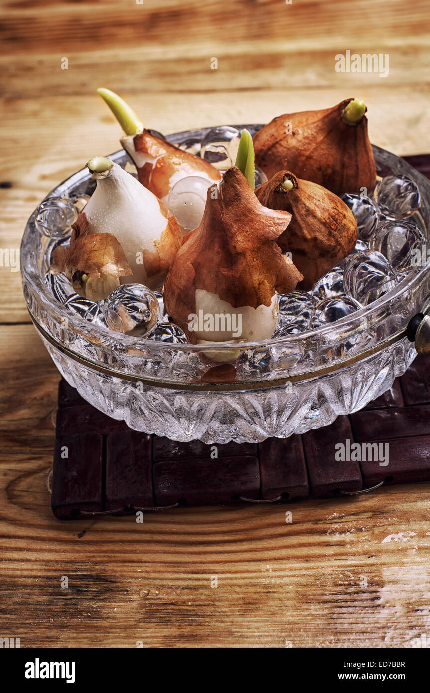 germinated and prepared for planting spring bulbs plants Stock Photo ...