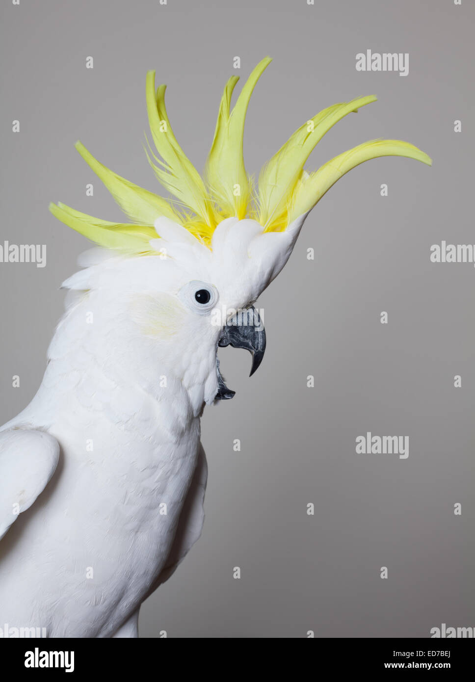 Sulphur Crested Cockatoo with crest raised Stock Photo - Alamy