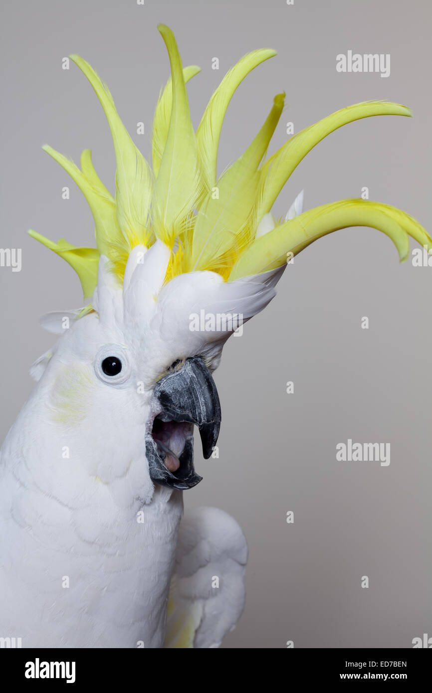 Sulphur Crested Cockatoo with crest raised Stock Photo - Alamy