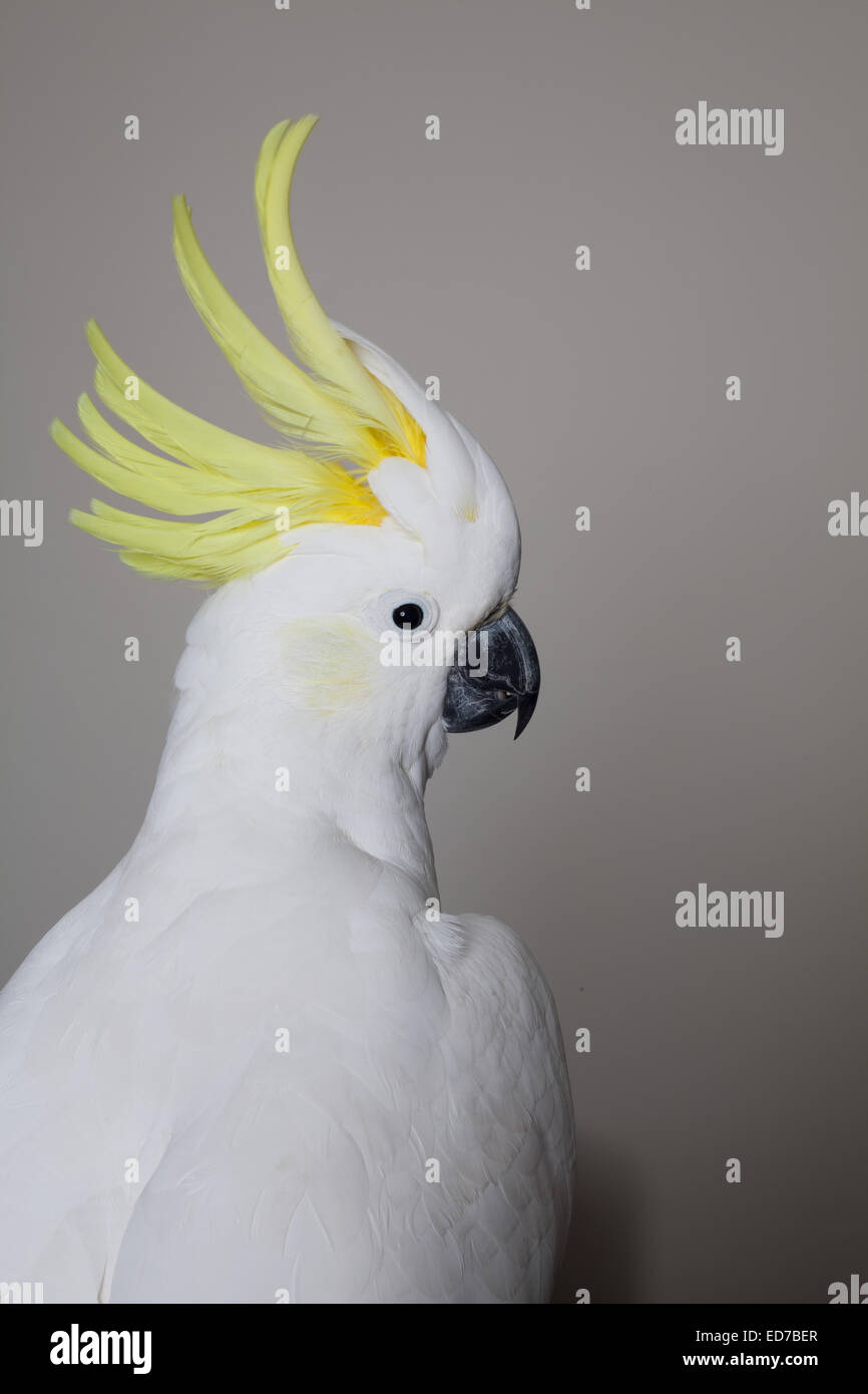 Sulphur Crested Cockatoo with crest raised Stock Photo - Alamy