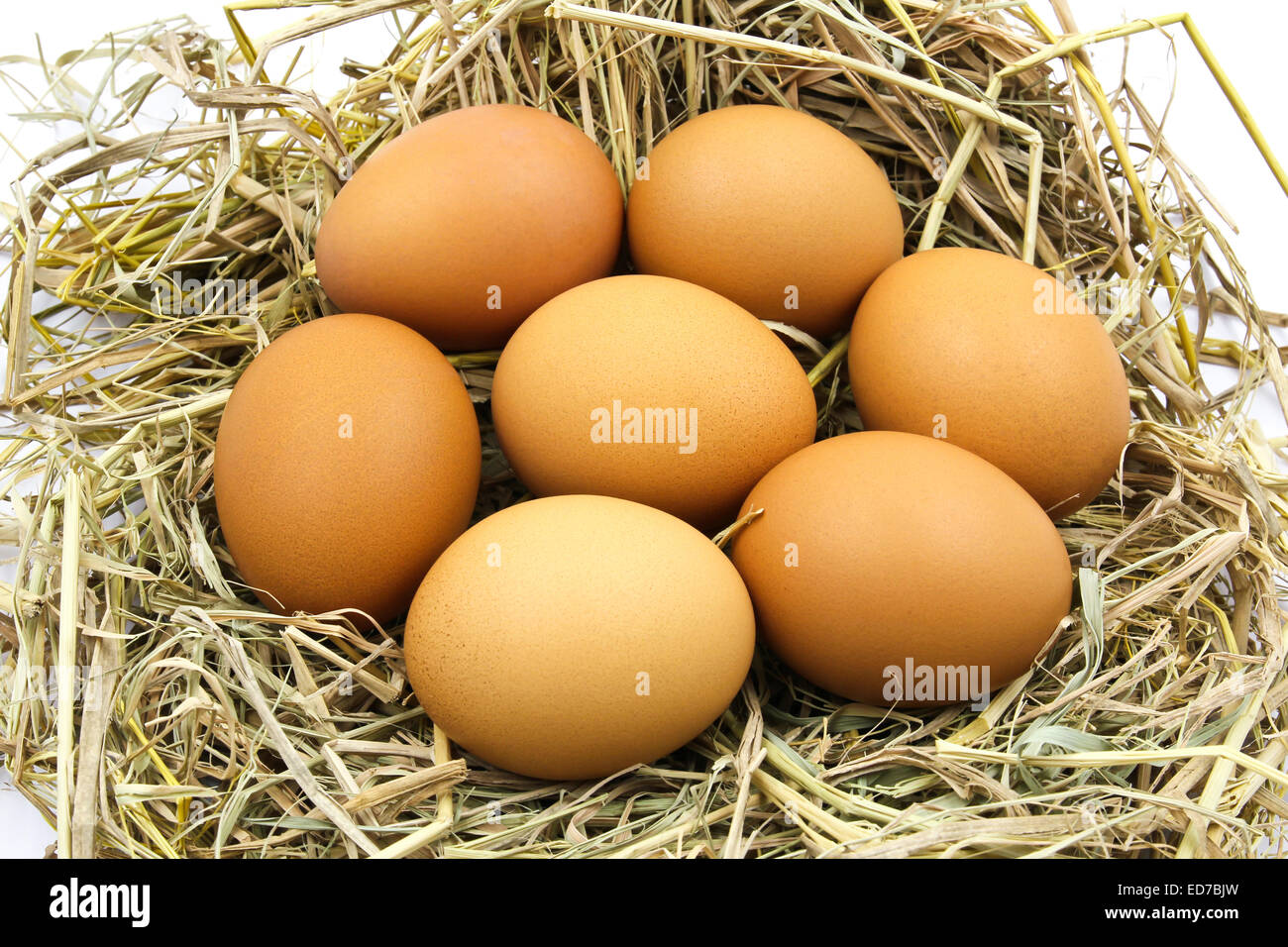 Hen egg nest hi-res stock photography and images - Alamy
