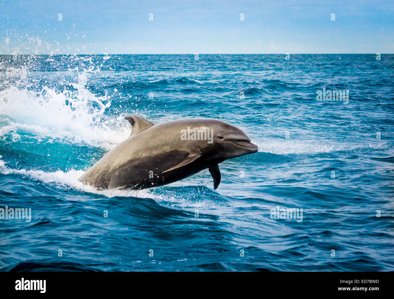 beautiful playful dolphin jumping in the ocean Stock Photo - Alamy