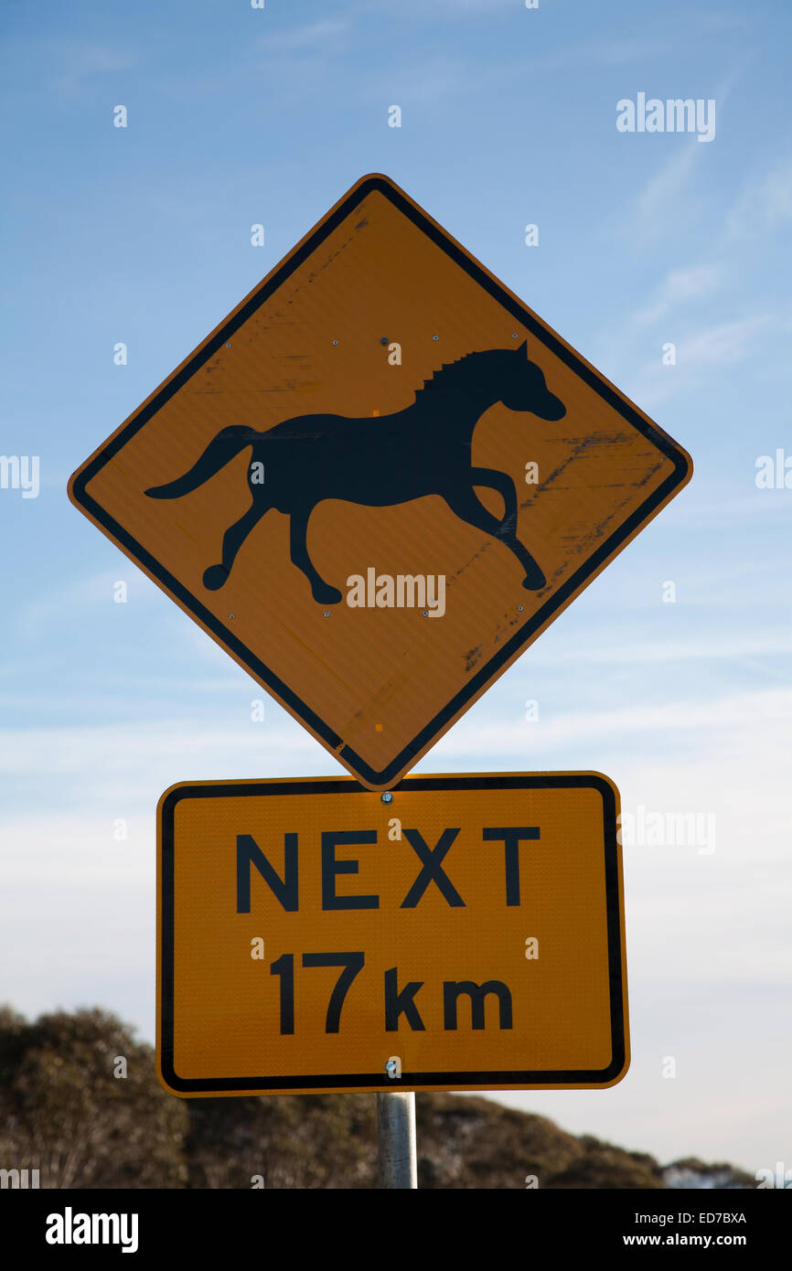 Brumby hi-res stock photography and images - Alamy