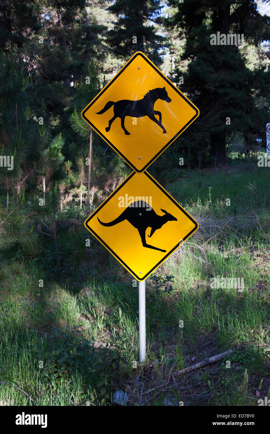 Brumbies australia hi-res stock photography and images - Alamy