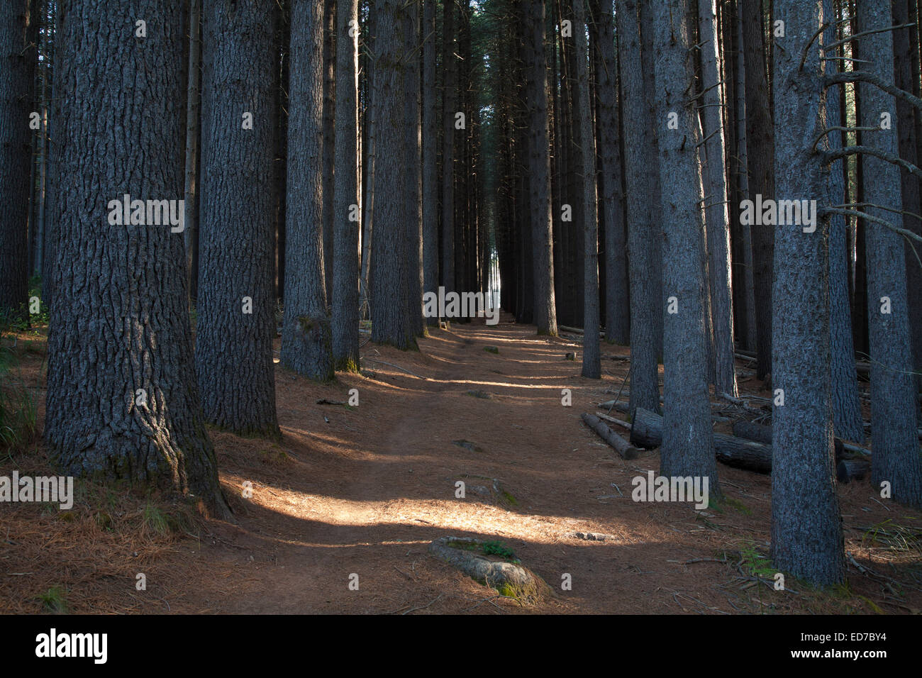 Sugar Pine Walk Bago State Forest Kopsons Road Laurel Hill NSW ...