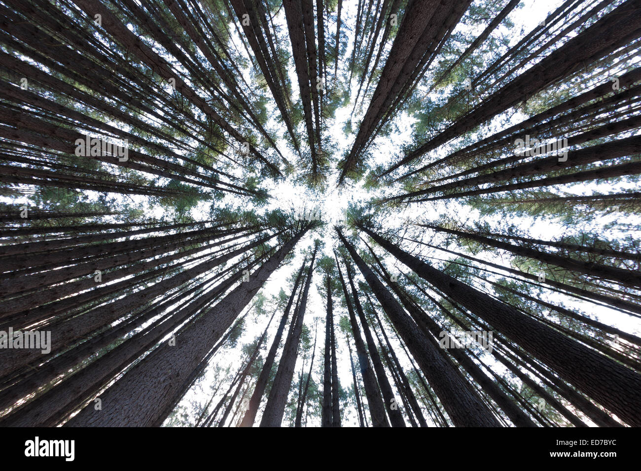 Looking upwards at Sugar Pine Trees Bago State Forest Laurel Hill NSW ...