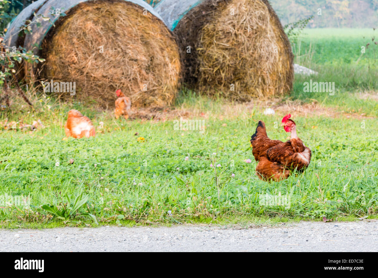 Pastured poultry hi-res stock photography and images - Alamy