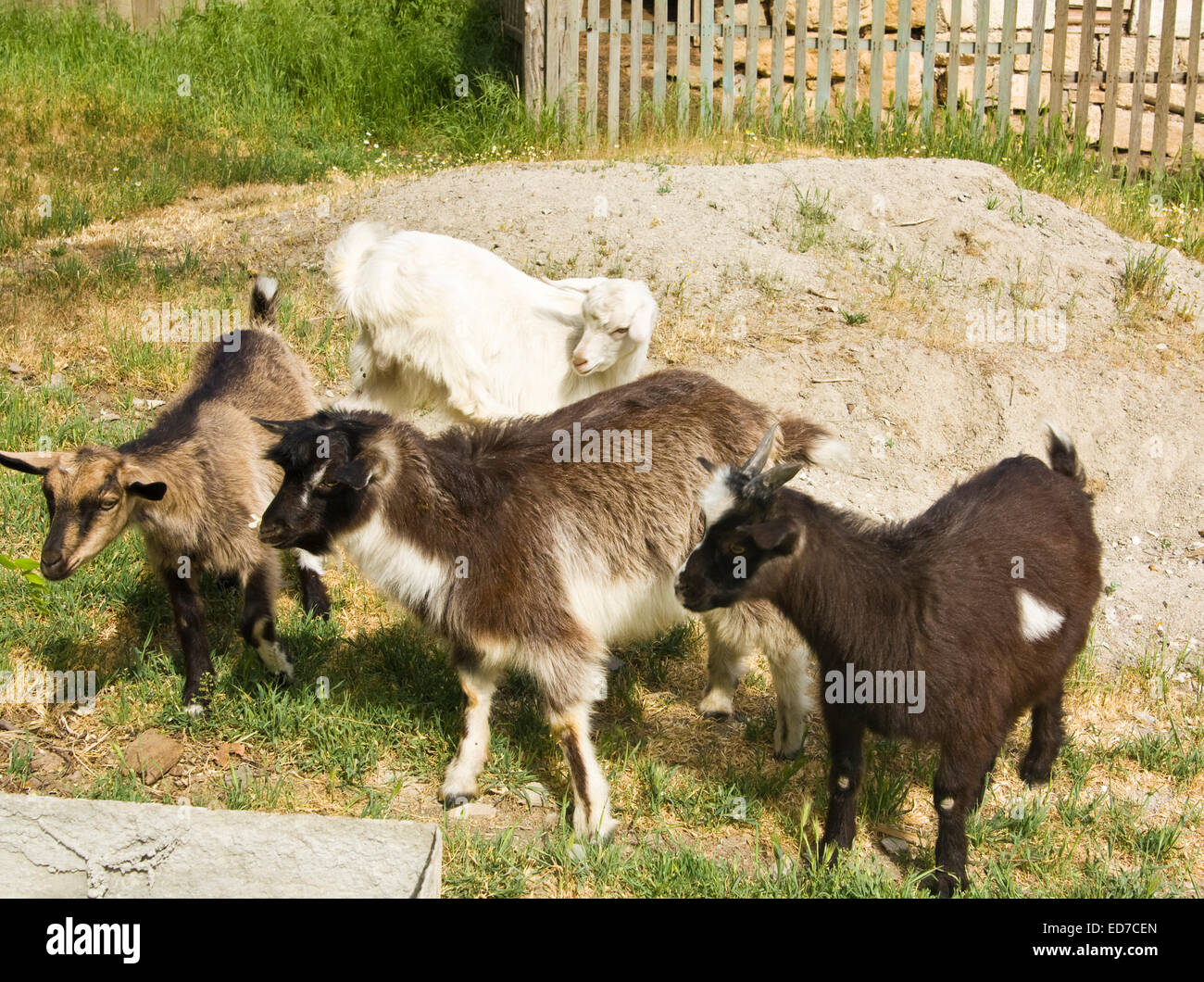 Little goats of different colours on village yard Stock Photo - Alamy