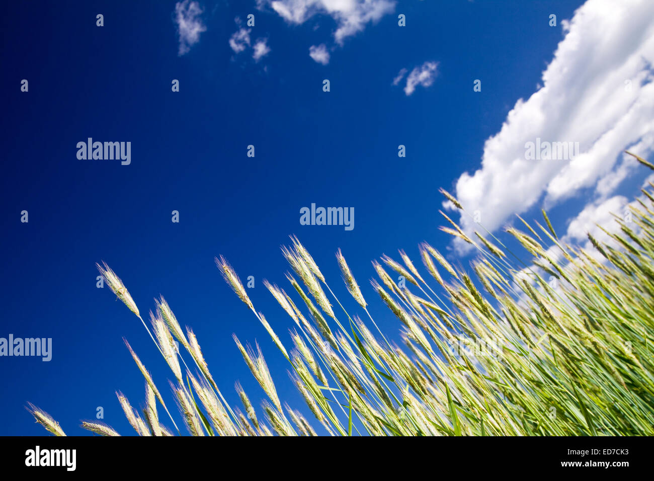 View of the clumps of rye from the bottom Stock Photo - Alamy