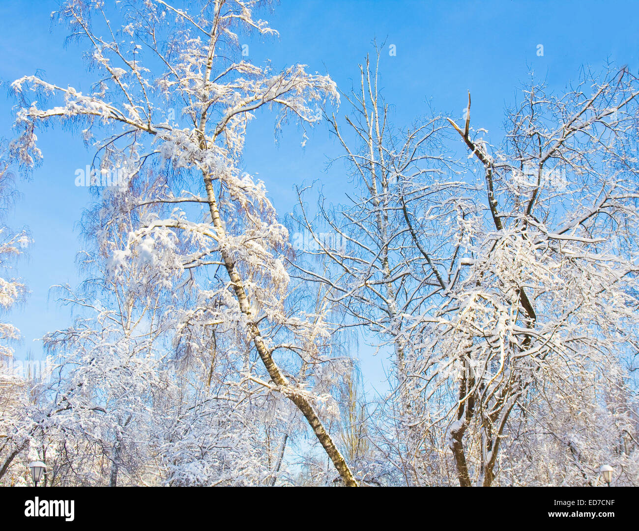 Winter landscape - big birch tree and other trees with branches covered ...