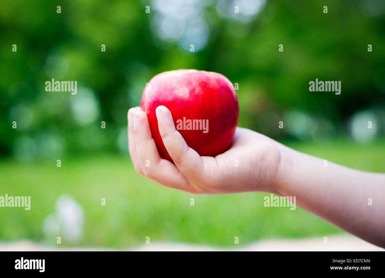 Hand holding a red apple on nature background Stock Photo - Alamy