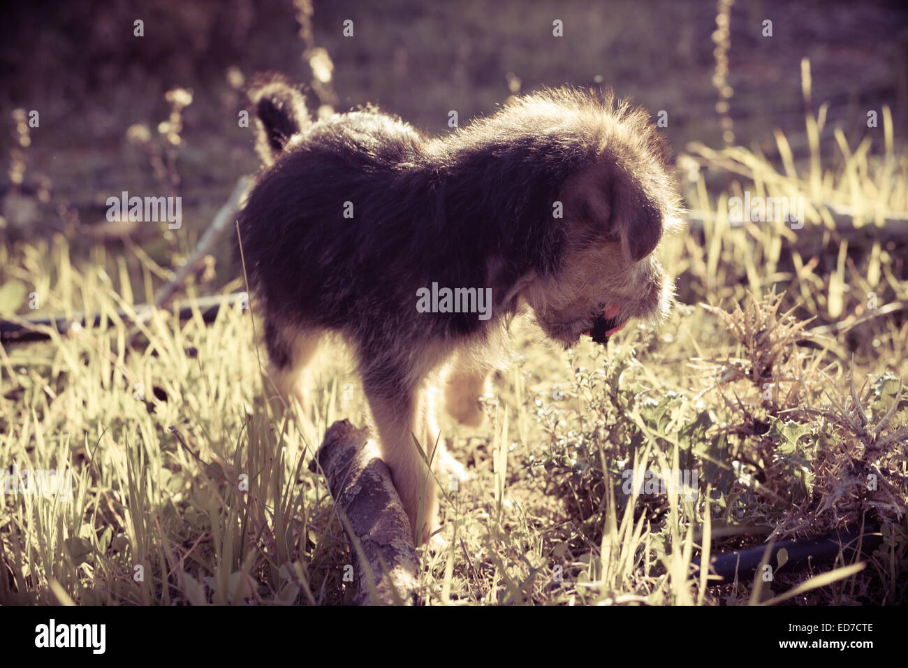 Baby dog playing Stock Photo - Alamy