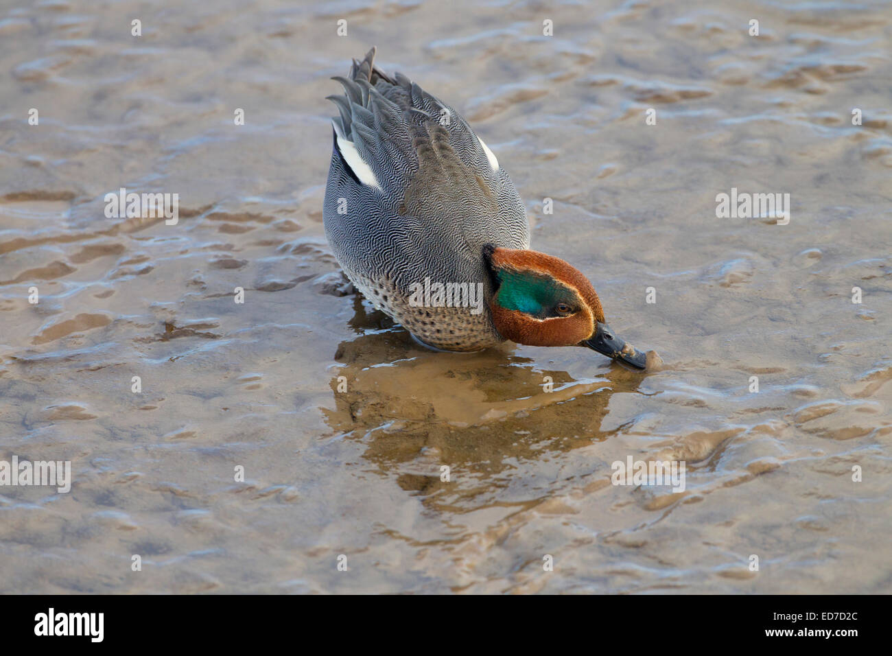 Teal Anas crecca male feeding on mudflats December at Titchwell RSPB ...