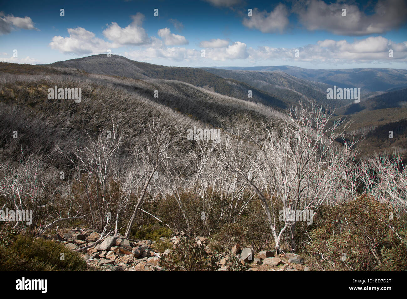 Regrowth hi-res stock photography and images - Alamy