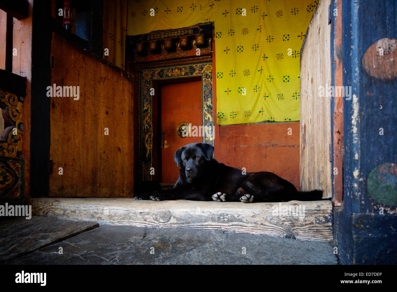 Bhutanese dog High Resolution Stock Photography and Images - Alamy