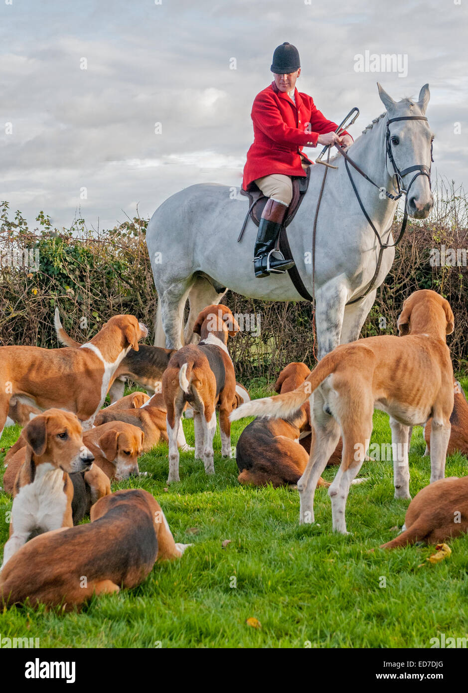 The Belvoir Hunt, a fox hound pack, meeting for the Christmas meet at ...
