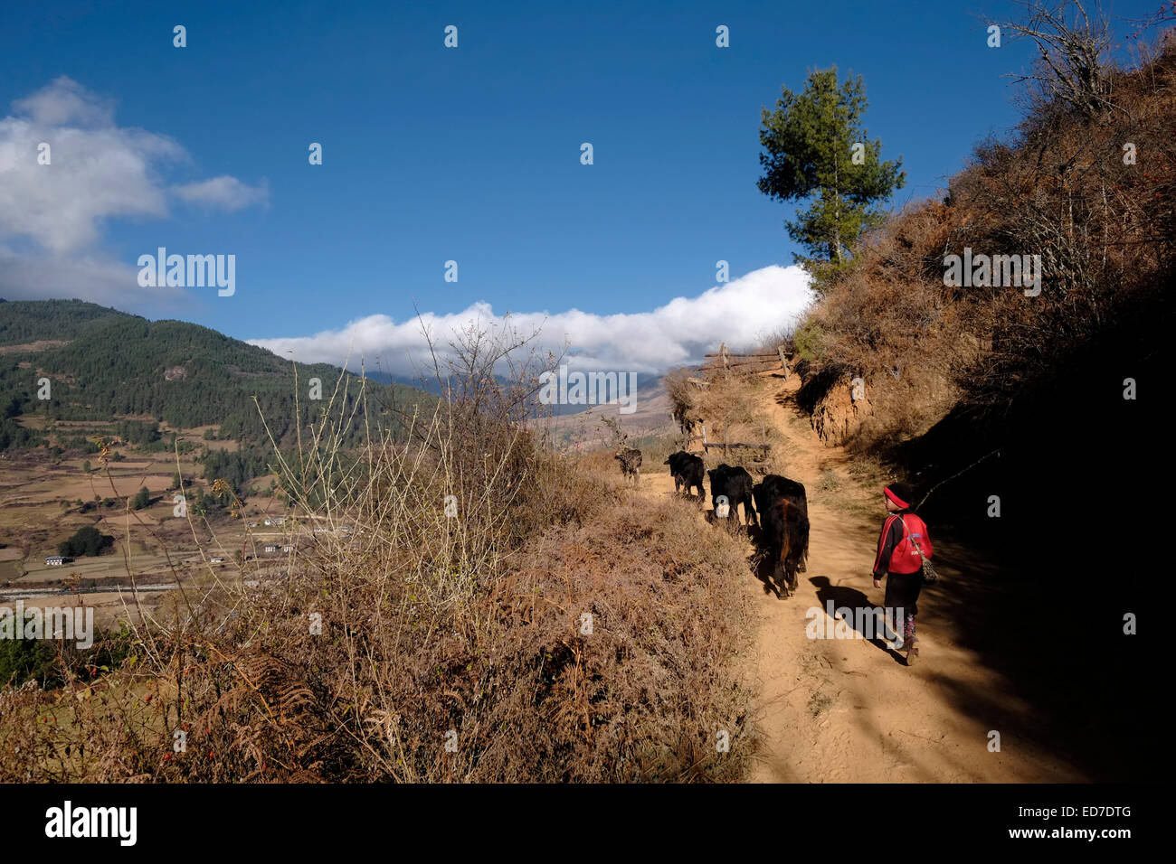 Young villager walking with cattle at the outskirts of the village of ...