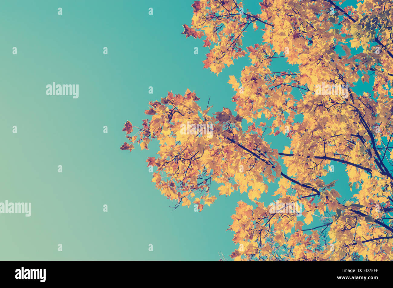 Retro Photo Of Autumn Golden Tree Leaves Stock Photo - Alamy