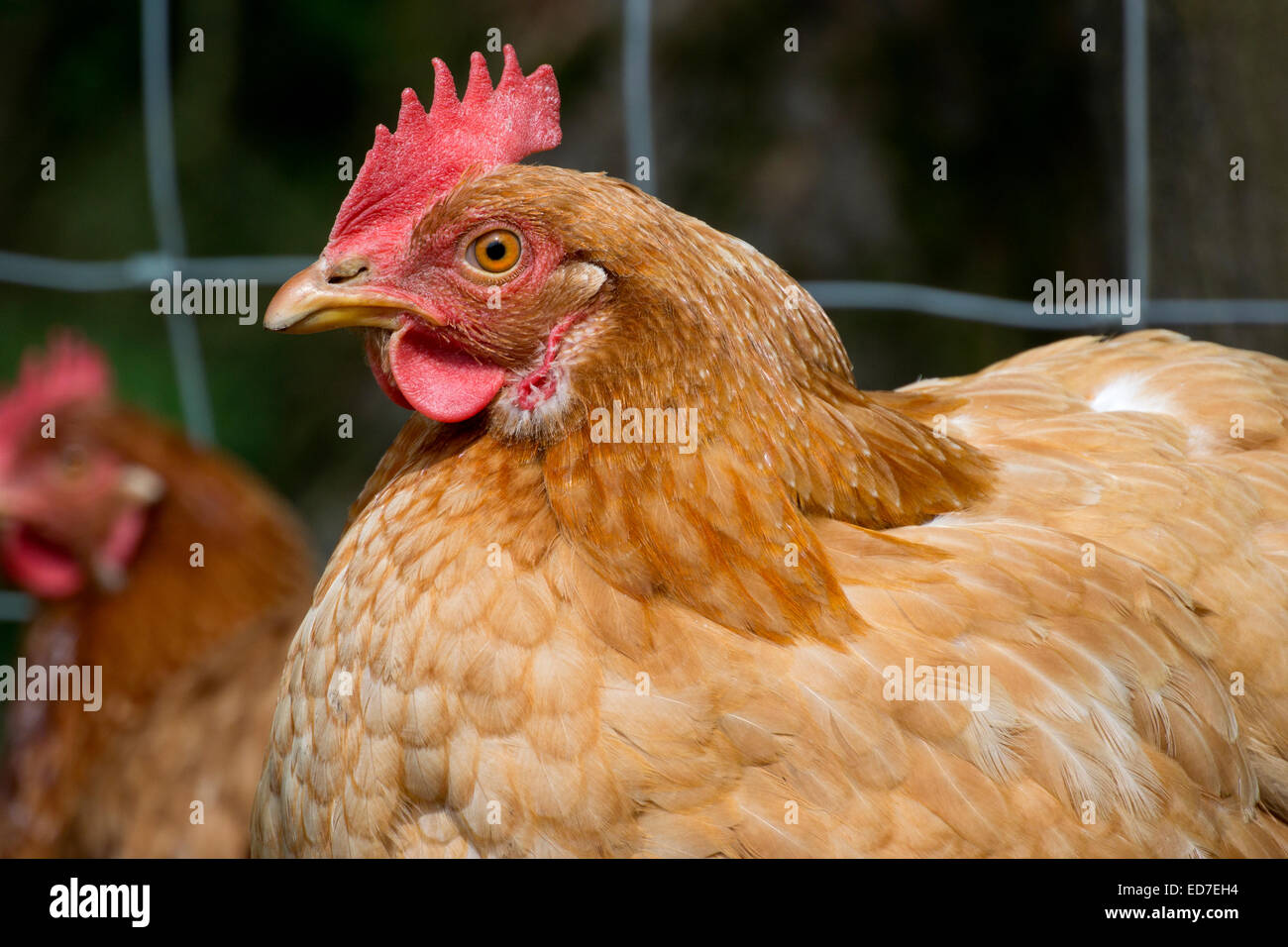 Cumbrian bird hi-res stock photography and images - Alamy