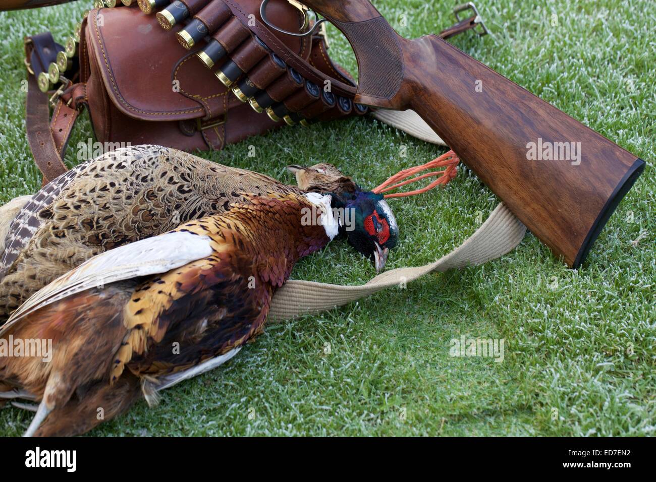 A brace of shot pheasants Stock Photo - Alamy