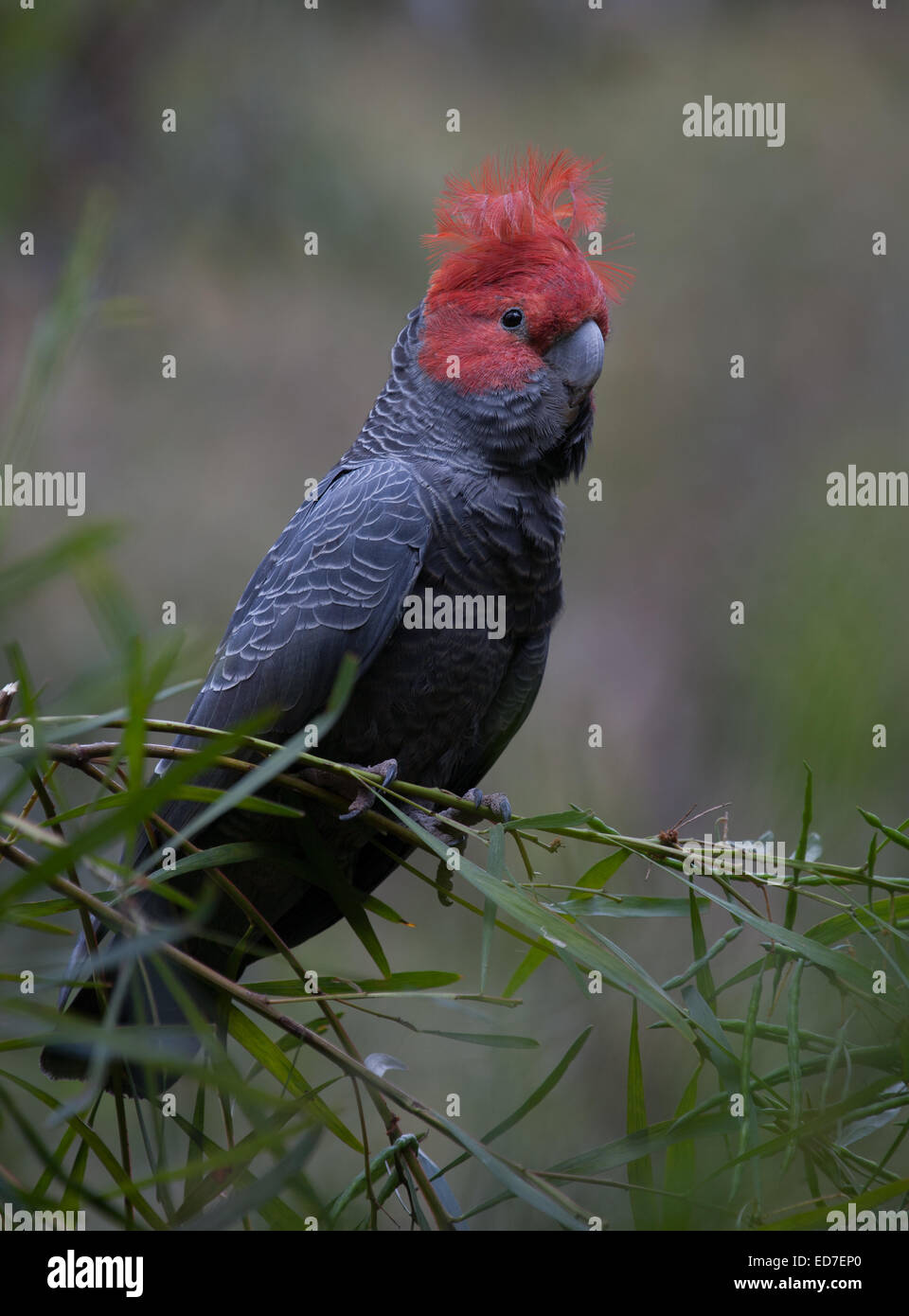 Gang gang cockatoo callocephalon fimbriatum adult male hi-res stock ...