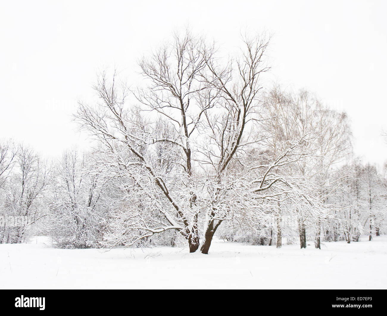 Winter landscape - forest and big tree in front, trees with branches ...