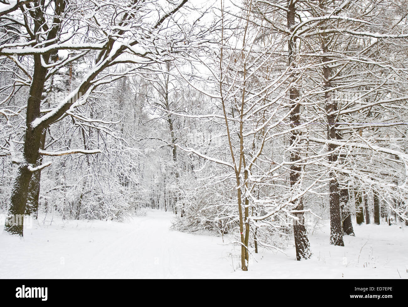 Winter landscape - forest with trees in snow Stock Photo - Alamy