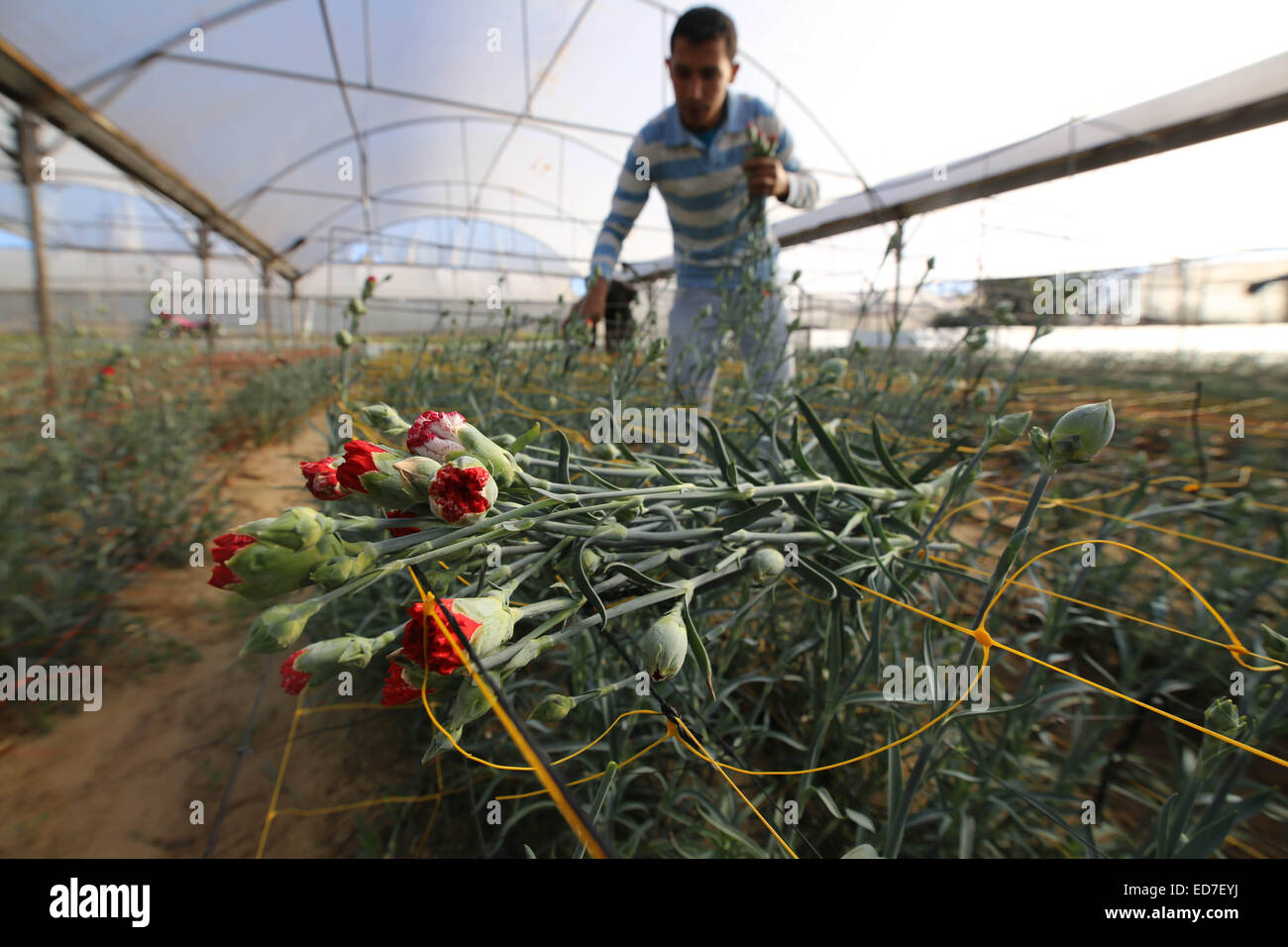 Gaza flower hi-res stock photography and images - Alamy