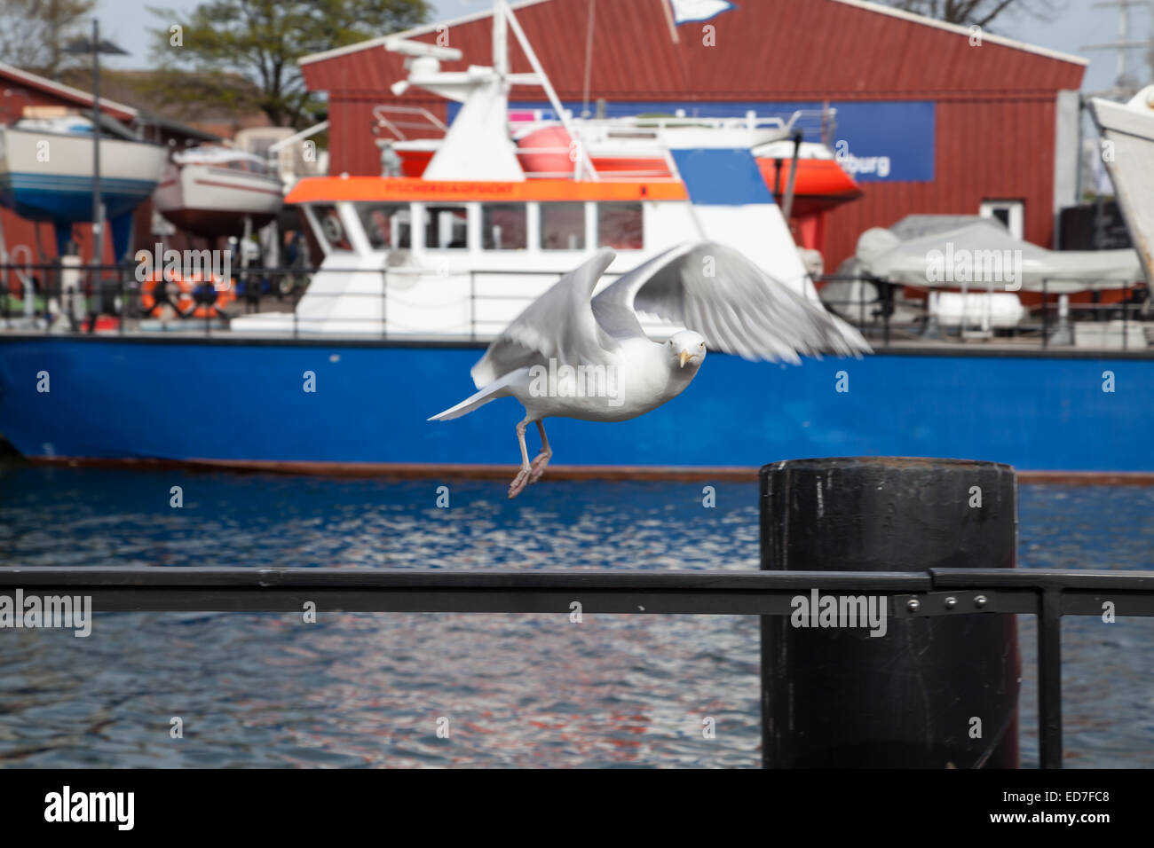 sea gull flying at harbor Stock Photo - Alamy