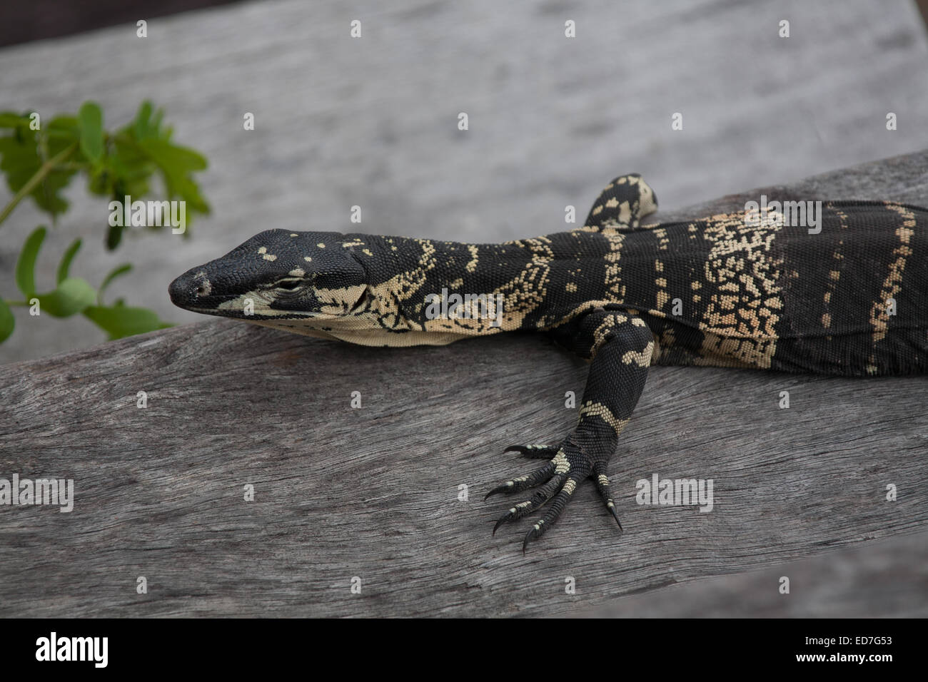 Lace monitor hi-res stock photography and images - Alamy