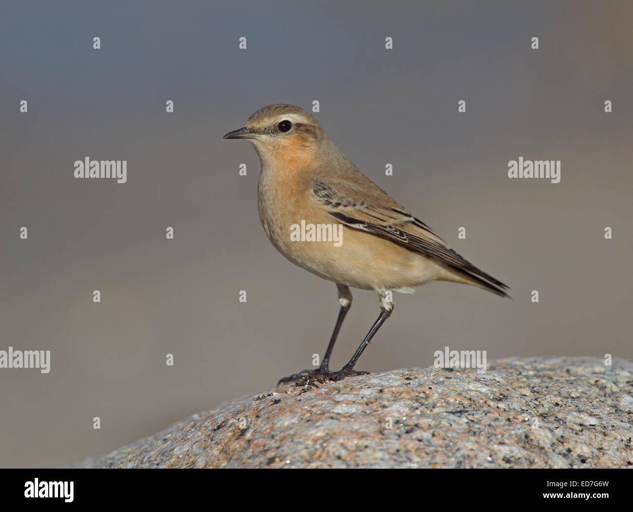 Wheatear fauna hi-res stock photography and images - Alamy