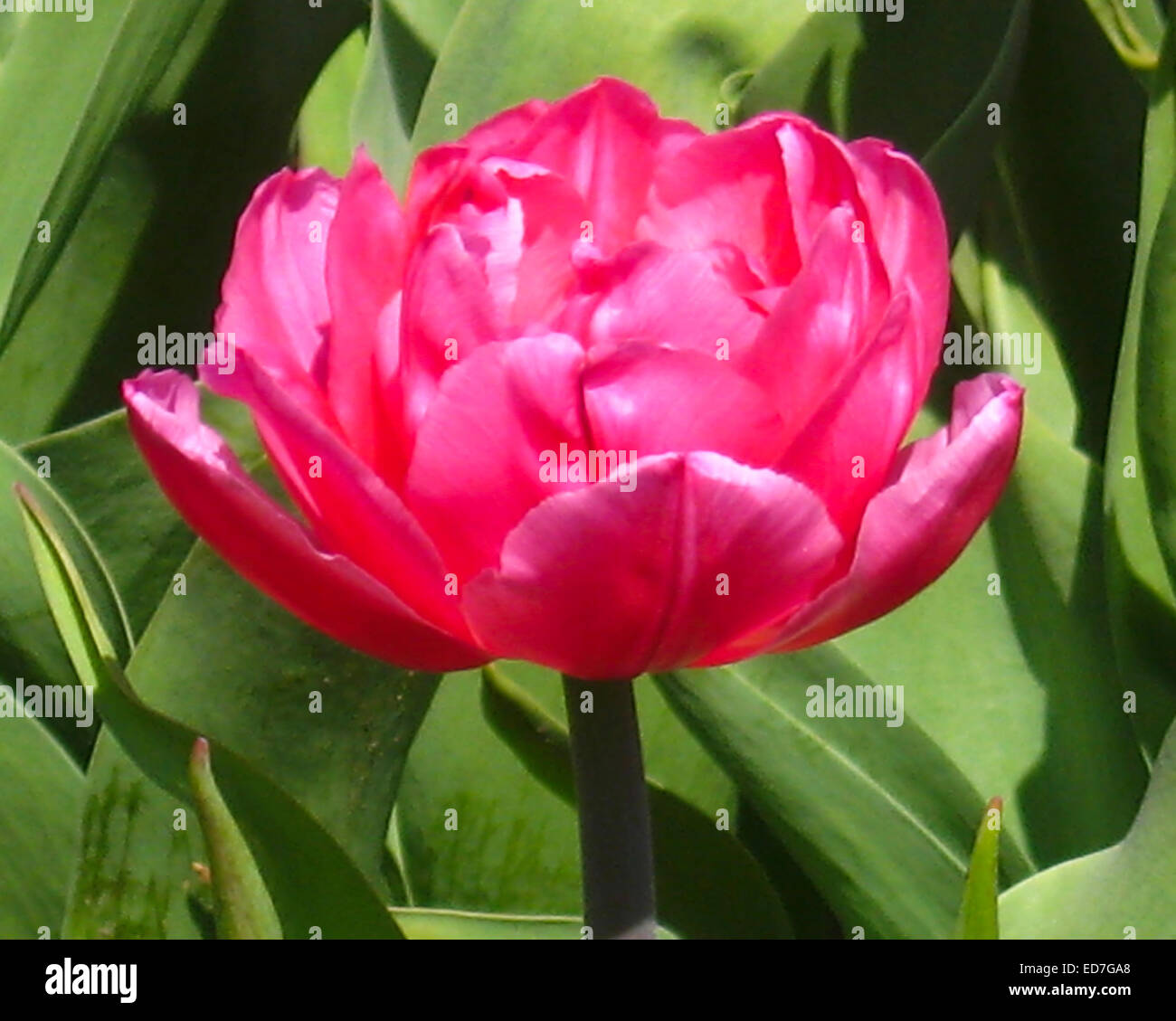 Single Big Pink Flowers
