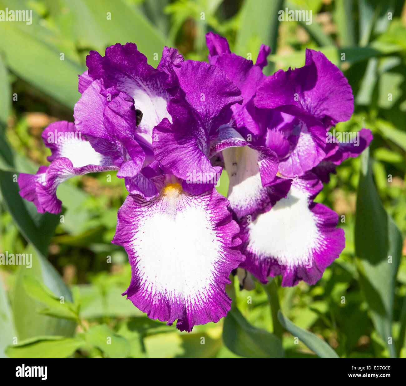 Starcrest hi-res stock photography and images - Alamy