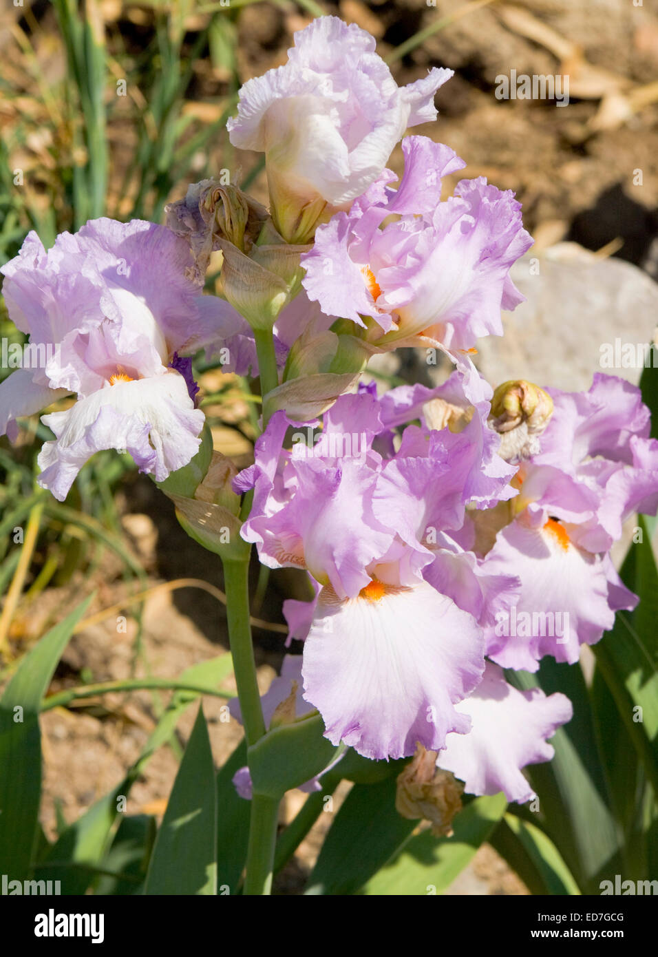 Light purple irises, sort Starcrest Stock Photo - Alamy
