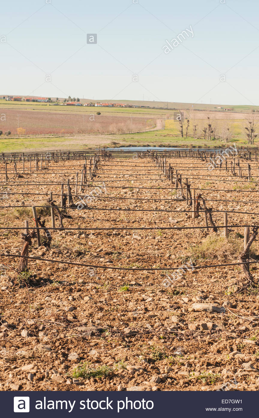 Vineyard Drip Irrigation Stock Photos & Vineyard Drip Irrigation Stock ...