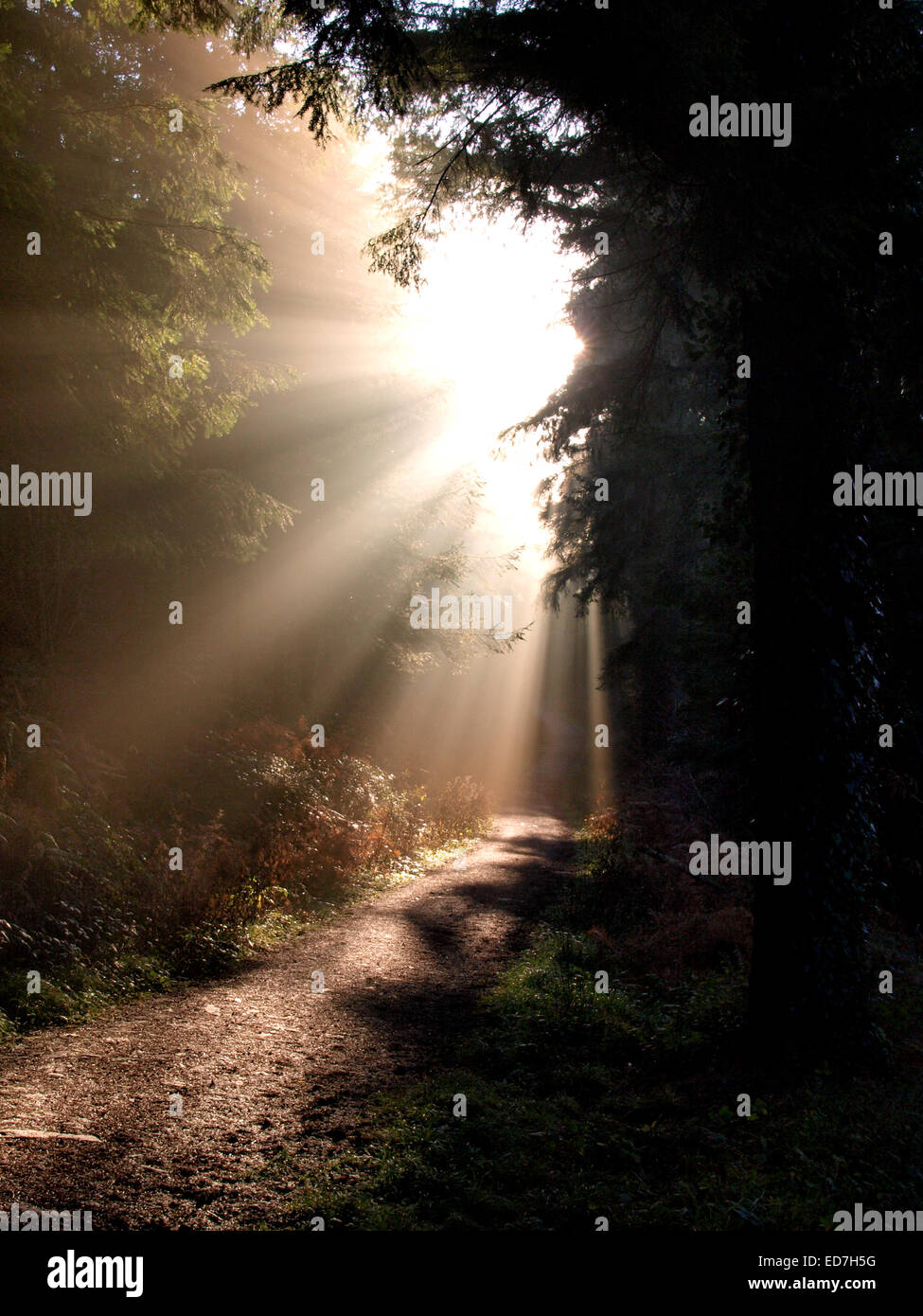 Sun rays through the trees across a footpath in Bishops Wood, St Breock ...